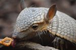 What Do Armadillos Eat? (Interesting Diet & Eating Habits)