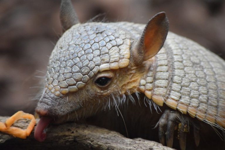 What Do Armadillos Eat? (Interesting Diet & Eating Habits)