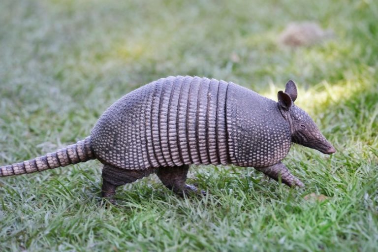 What Do Armadillos Eat? (Interesting Diet & Eating Habits)