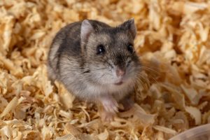 Types of Hamsters: 5 Most Popular Species, Pictures, & Facts