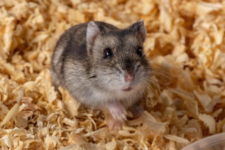 Types of Hamsters: 5 Most Popular Species, Pictures, & Facts