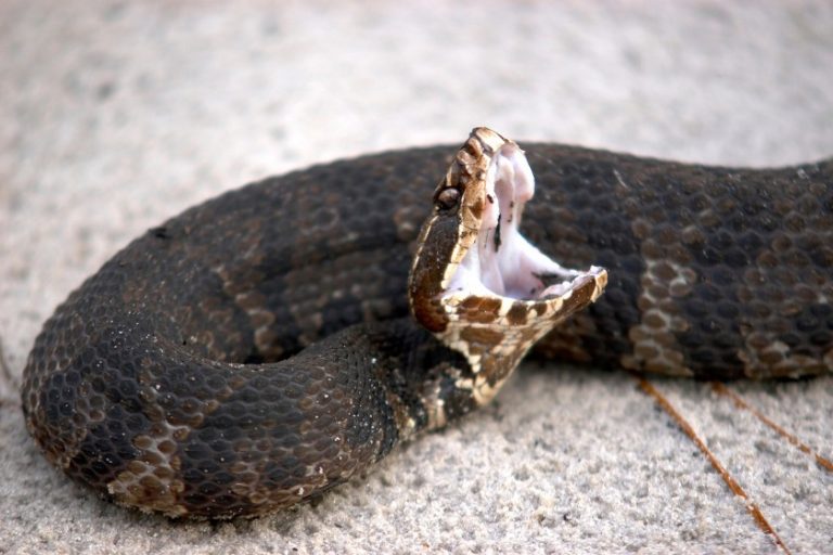 Venomous Snakes in Tennessee (4 Poisonous & Deadly Species)