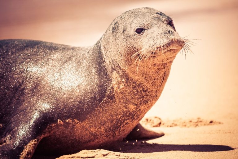 Wild Monkeys in Hawaii (Species, Facts & Pictures)