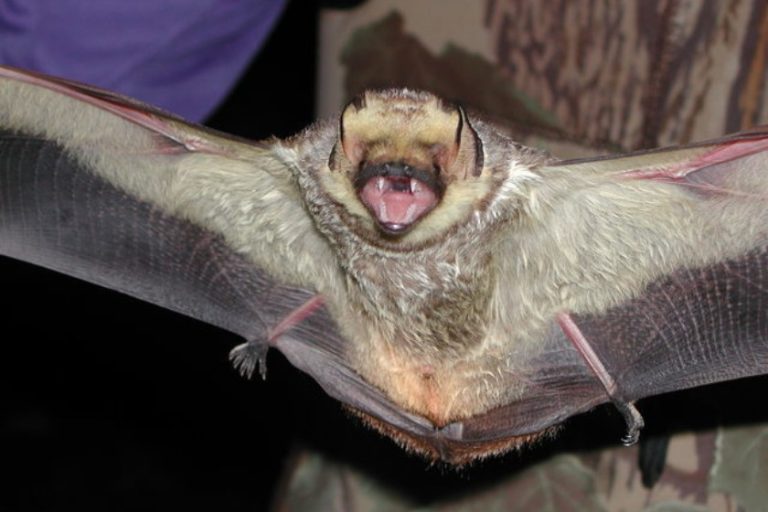 Wild Monkeys in Hawaii (Species, Facts & Pictures)