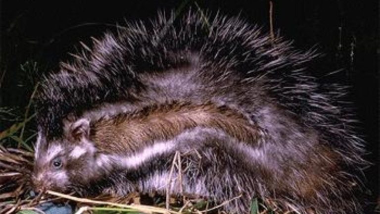 African Crested Rat: The Most Poisonous Rodent in the World
