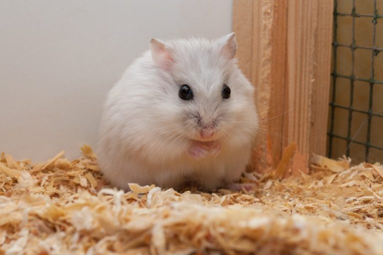 Types of Hamsters: 5 Most Popular Species, Pictures, & Facts