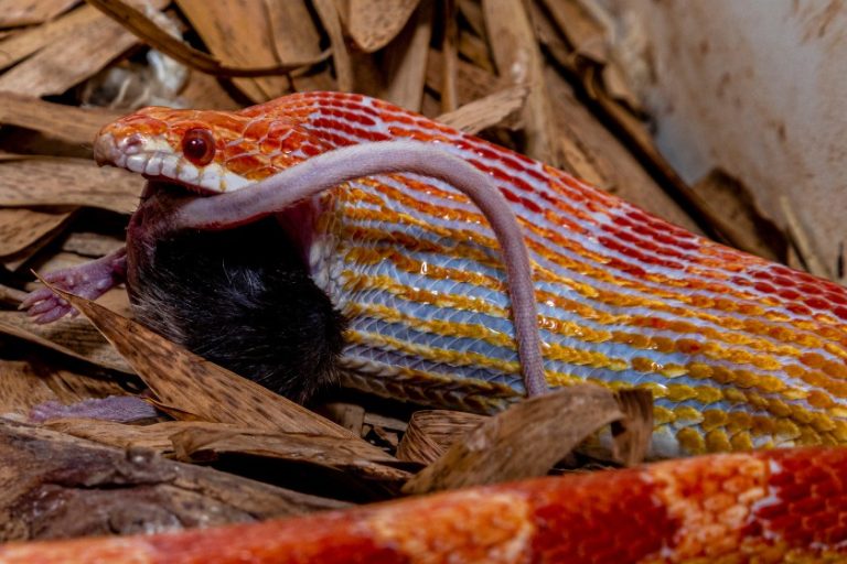 What Do Snakes Eat? A Closer Look at Snakes' Interesting Diet