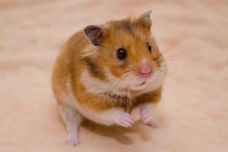 Types of Hamsters: 5 Most Popular Species, Pictures, & Facts