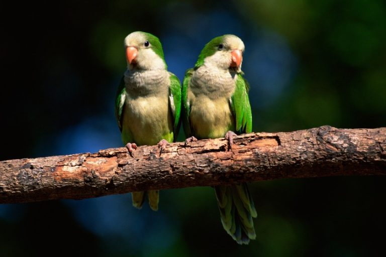 15 Fascinating Pet Birds That Can Talk + Pictures