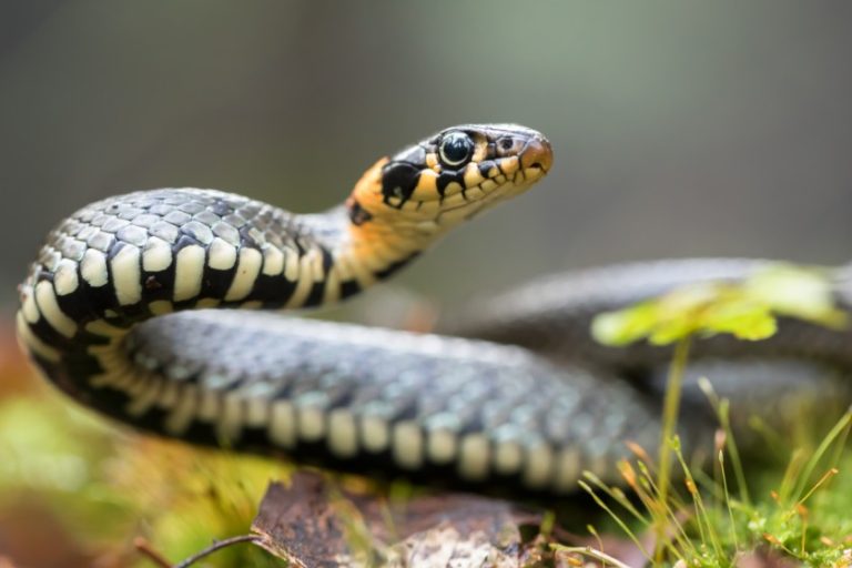 What Do Snakes Eat? A Closer Look at Snakes' Interesting Diet