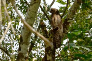 Urutau Bird: 20 Incredible Facts about This Strange Ghost Bird + Pictures