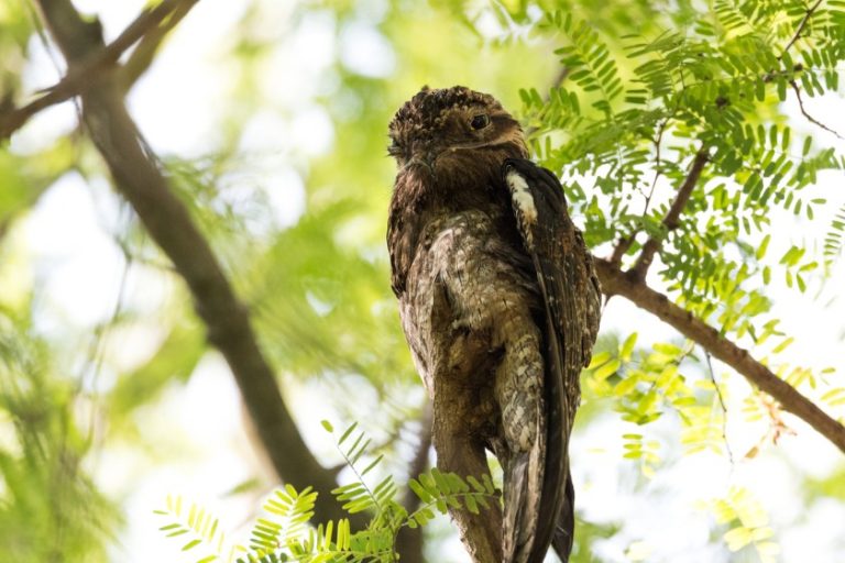 Urutau Bird: 20 Incredible Facts about This Strange Ghost Bird + Pictures