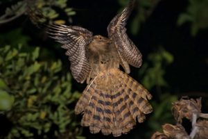 Urutau Bird: 20 Incredible Facts about This Strange Ghost Bird + Pictures