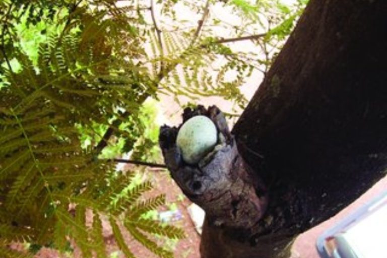 Urutau Bird: 20 Incredible Facts about This Strange Ghost Bird + Pictures