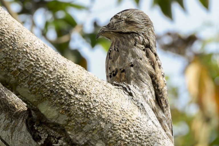 Urutau Bird: 20 Incredible Facts about This Strange Ghost Bird + Pictures