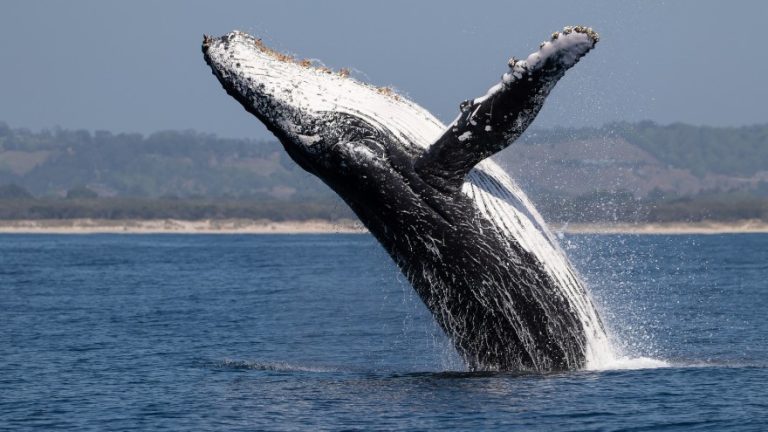 Whales: Facts, Characteristics, Behavior, Diet, More