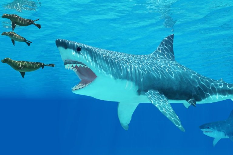 Megalodon Size Comparison: Just How Big Was the Megalodon?