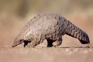 What Do Pangolins Eat? Their Interesting Diet & Eating Habit