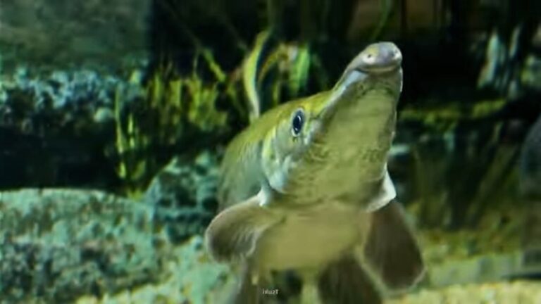 10 Largest Fresh Water Fishes in the World - Beyond Ordinary