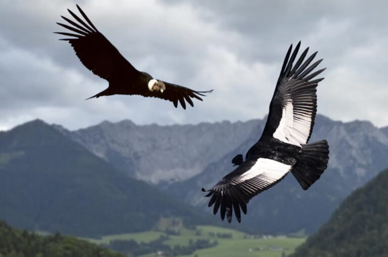 Top 10 Highest Flying Birds In The World: Taking Flight
