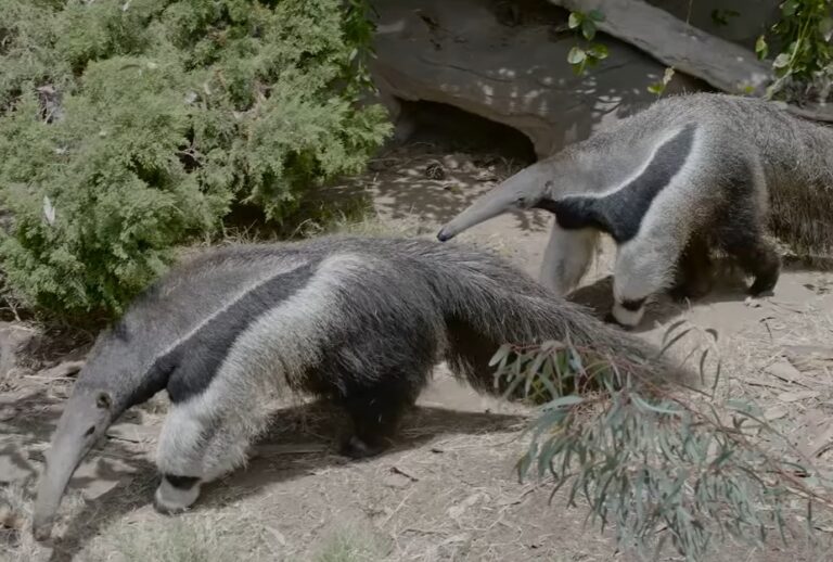 Do Anteaters Lay Eggs? - Decoding the Enigma