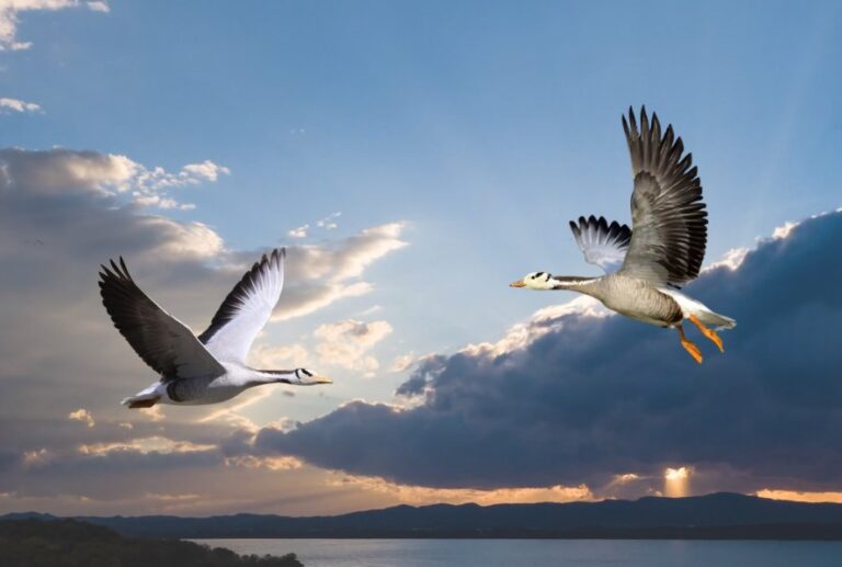 Top 10 Highest Flying Birds In The World: Taking Flight