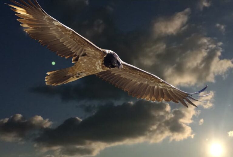 Top 10 Highest Flying Birds In The World: Taking Flight