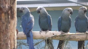 Is The Blue Macaw Extinct? Interesting Facts & FAQs!