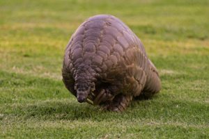 What Do Pangolins Eat? Their Interesting Diet & Eating Habit