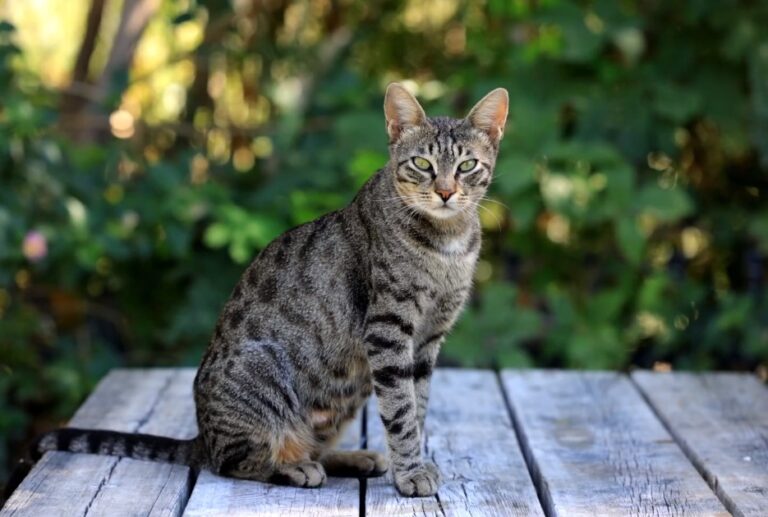 Top 10 Favorite Animals of the World: Unveiling Nature's Wonders