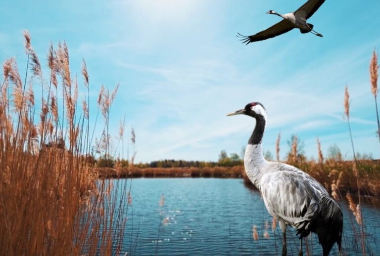 Top 10 Highest Flying Birds In The World: Taking Flight