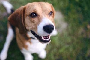 Top 10 Favorite Animals of the World: Unveiling Nature's Wonders