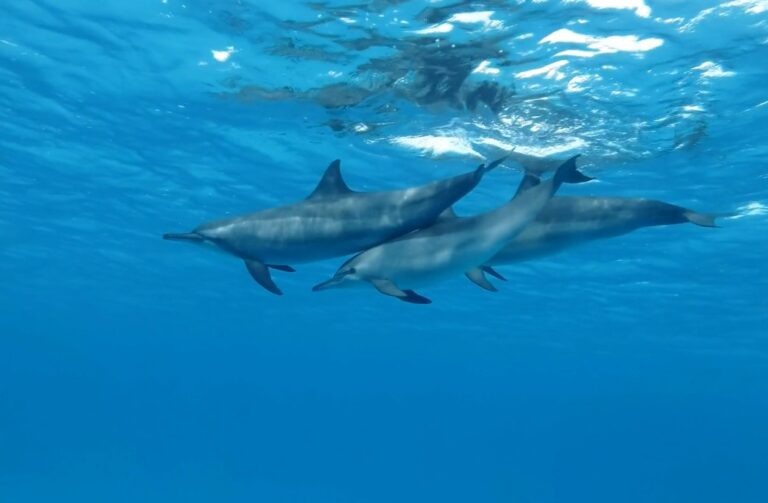 Top 10 Favorite Animals of the World: Unveiling Nature's Wonders