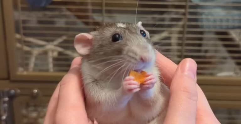 Rat Lifespan: How Long Do They Live?