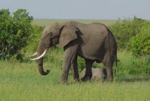 Top 10 Favorite Animals of the World: Unveiling Nature's Wonders