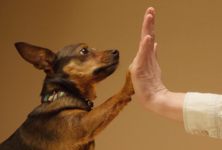 Top 10 Favorite Animals of the World: Unveiling Nature's Wonders