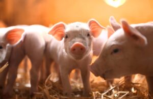 20 Friendliest Animals In The World - Planet’s Heartwarming Creatures