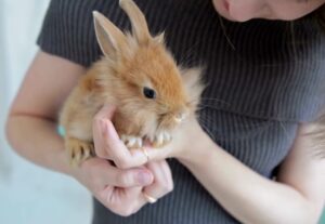 20 Friendliest Animals In The World - Planet’s Heartwarming Creatures