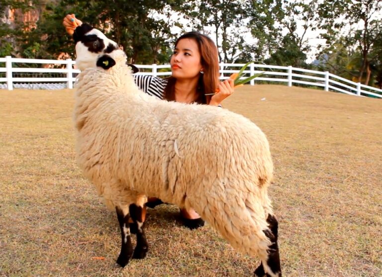 20 Friendliest Animals In The World - Planet’s Heartwarming Creatures