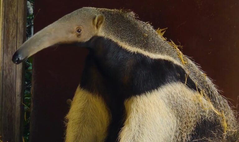 Do Anteaters Lay Eggs? - Decoding the Enigma