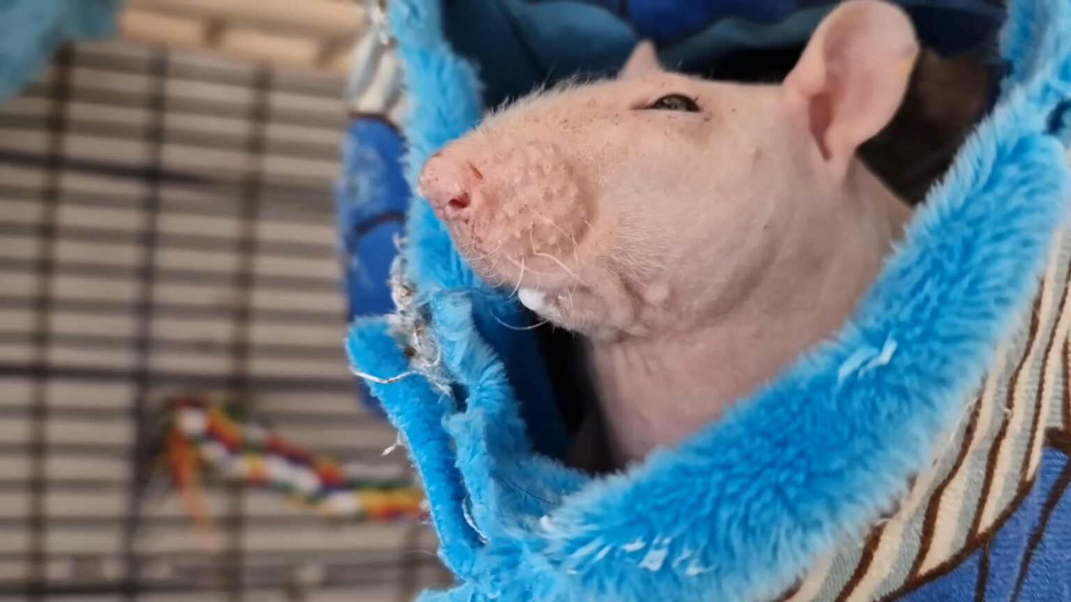 Rat Lifespan: How Long Do They Live?