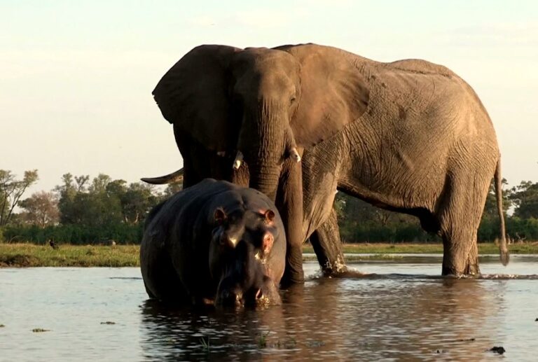 Top 10 Heaviest Animals In The World: Nature's Powerhouses