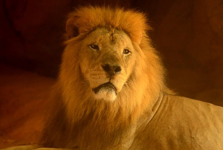 Top 10 Favorite Animals of the World: Unveiling Nature's Wonders