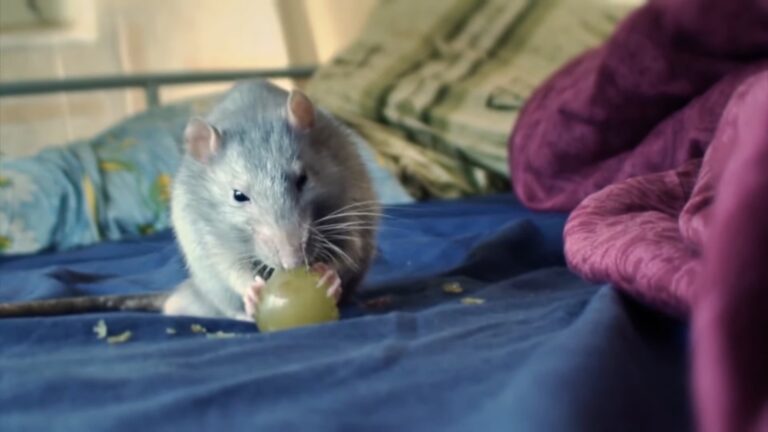 Rat Lifespan: How Long Do They Live?