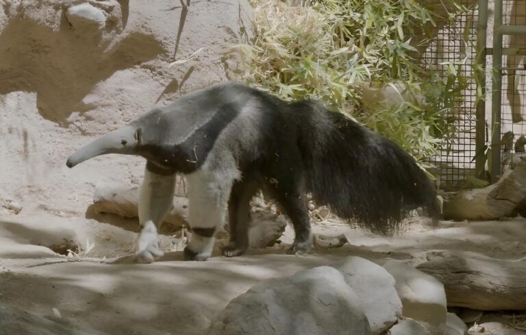 Do Anteaters Lay Eggs? - Decoding the Enigma