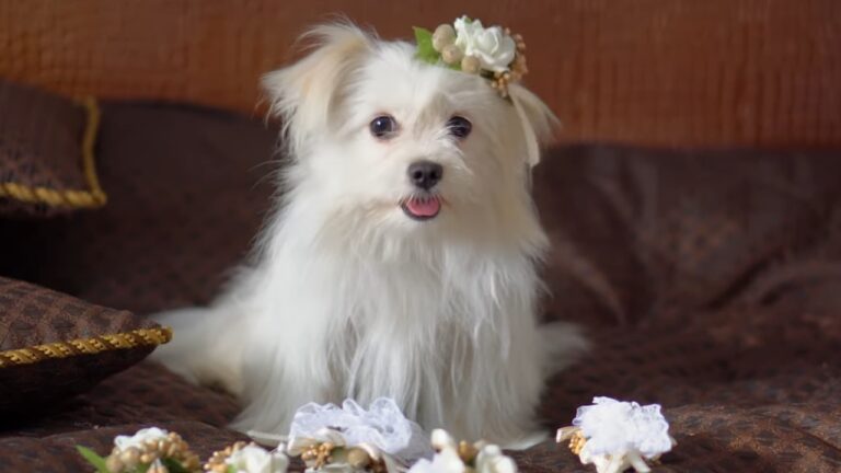 10 Most Beautiful Dog Breeds - Can You Handle This Level of Cuteness?