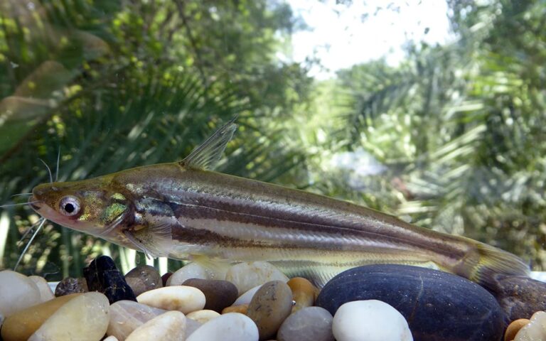 45 Animals That Start With the Letter N - An Amazing Collection