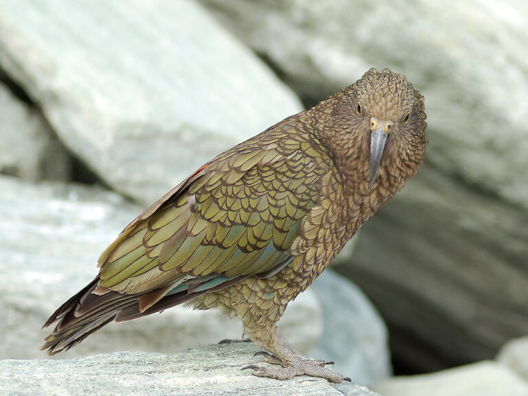 45 Animals That Start With the Letter N - An Amazing Collection