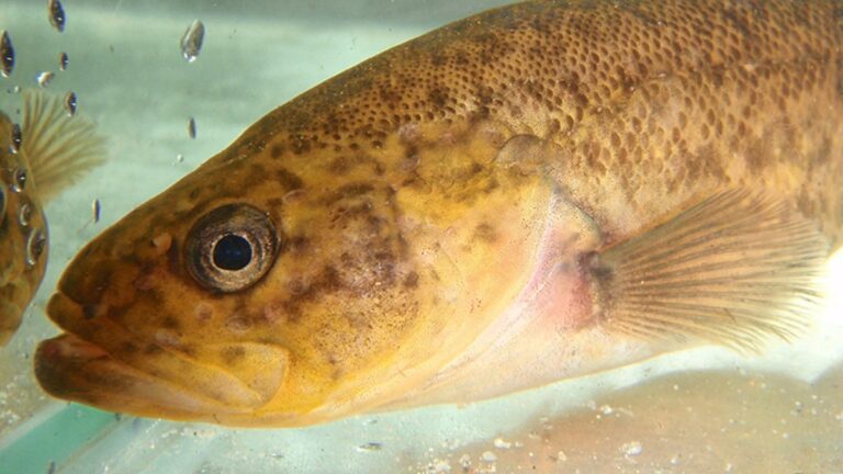 45 Animals That Start With the Letter N - An Amazing Collection