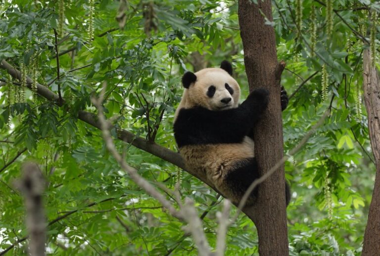 Top 10 Favorite Animals of the World: Unveiling Nature's Wonders